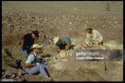 Dinosaur Afrovenator Photos And Premium High Res Pictures Getty Images