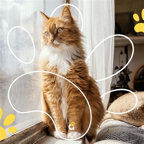 Plano De Saúde Pet Hospital Animais