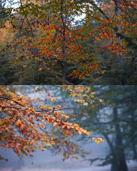 Immiliii Instagram On Pinno لذت قدم زدن تو جنگل پاییزی ، خش خش برگ ها ، هوای مه آلود و صدای