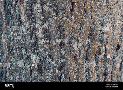 Tree Bark Texture Pattern Stock Photo Alamy