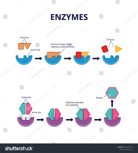 Enzyme Function 767 Ảnh Vector Và Hình Chụp Có Sẵn Shutterstock
