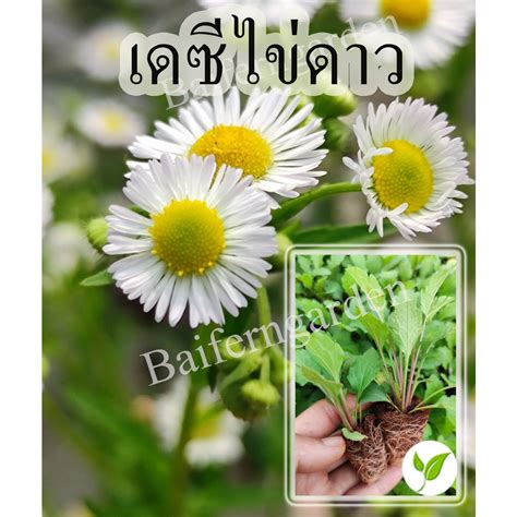 ต้นกล้าดอกเดซี่ไข่ดาวดอกเล็กๆสีขาว ชุดละ 20 ต้น รากเยอะ ต้นแข็งแรง ออก