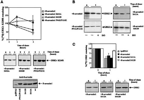 Effect Of B Arrestin 1 Mutants On Grk2 K220r Degradation A