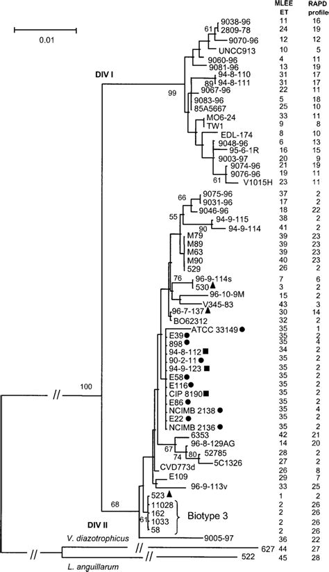 neighbor joining tree based on the sequence alignment of a 543 bp