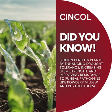 Cincol On Linkedin Cincol Diversity Culture Didyouknow Fact