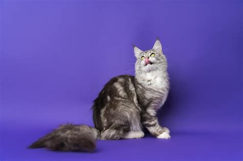 Premium Photo Longhair Maine Coon Cat With Tongue Sticking Out Licks Lips And Throws Back Head