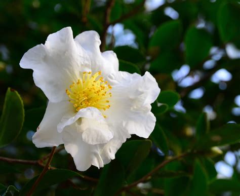 Camellia Sasanqua Hino De Gumo Passione Al Primo Sguardo Villegiardini