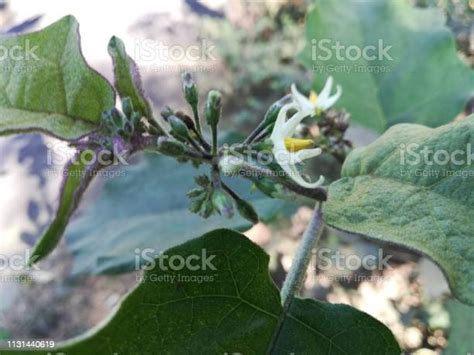 칠면조 딸기 가시 그늘 슈 슈 부시 야생의 가지 완두콩 가지 완두콩 Aubergine 부 테 롱 간 베 르 나 예 데 갈리 나