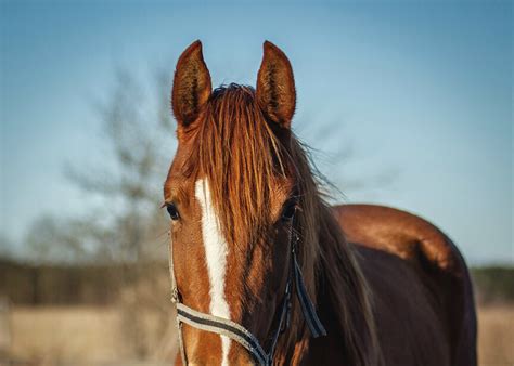 Chestnut Horse With Star