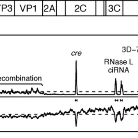 Synonymous Site Variability In Veev Top—map Of The Veev Genome