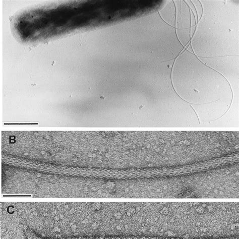 Sds Page On 125 Acrylamide Gel Showing A 54 Kda Monomer Band Of