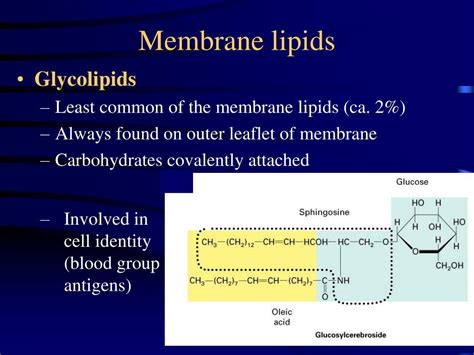 PPT Biomembrane Structure And Function PowerPoint Presentation Free Download ID