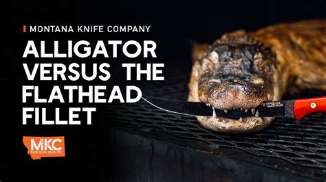 Alligator Vs The Flathead Fillet Youtube