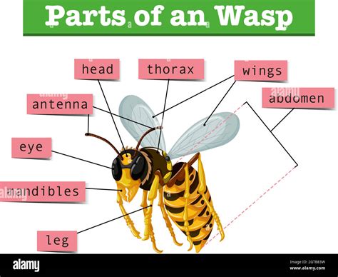 Anatomy Of Wasp With Words Stock Vector Image And Art Alamy