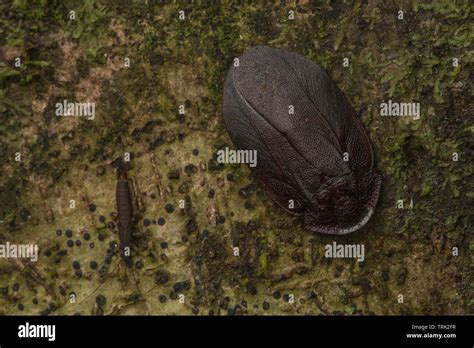 The Worlds Largest Cockroach Species Megaloblatta Longipennis Next