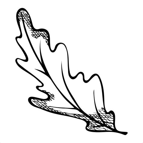 Premium Vector Hand Drawn Oak Leaf Autumn Illustration For Print Web