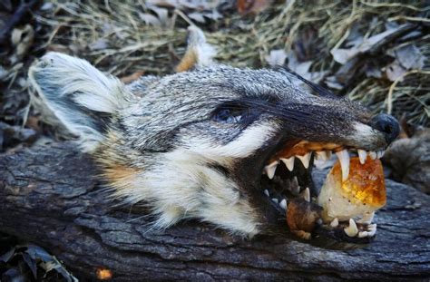 Mummified Fox Head By Kazscreations On Deviantart