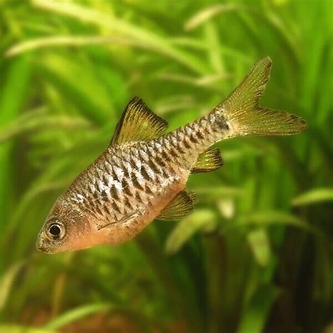10 X Gold Checkered Barbs Oliotius Oligolepis Cyprinid Fish
