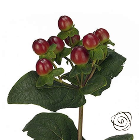 Burgundy Hypericum Sobella Flowers