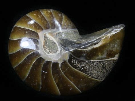 1 9 Cretaceous Nautilus Fossil Madagascar For Sale 29644