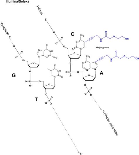 The Accumulation Of Scars In Illuminasolexa Sequencing Schematic Shows