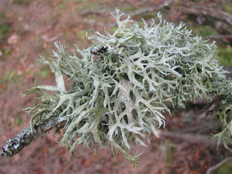 Identifying Lichens Northumberland National Park