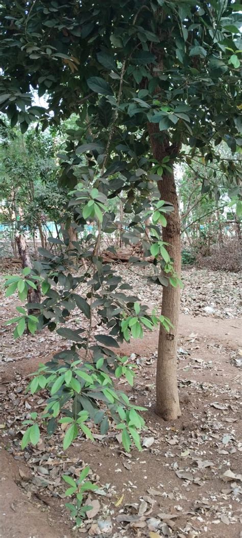 Litsea Species Andhra Pradesh Eflora Of India