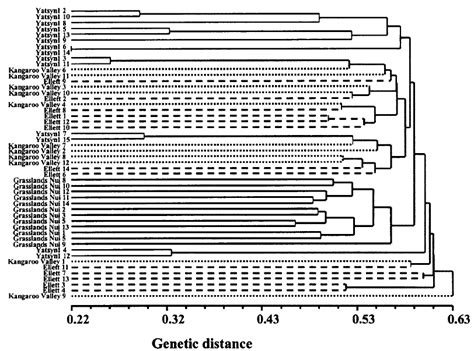 Upgma Phenogram For Individual Plants Of L Perenne Populations Yatsyn Download Scientific