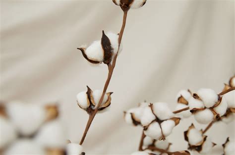 Top Reasons You Should Start Wearing Cotton Undergarments What To