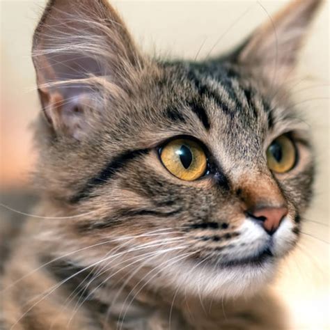 Gato Tem 7 Vidas Mito Ou Verdade Saindo Informado