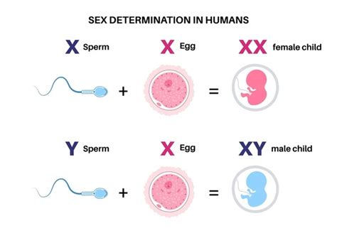 Categoría Desarrollo Humano Bebe De Imágenes Fotos De Stock E