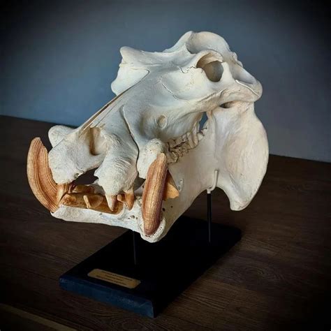Hippopotamus Skull Taxidermy And Skulls