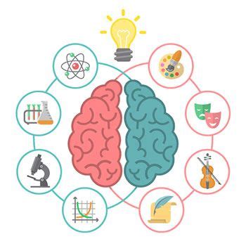 Los Hemisferios Cerebrales Funciones Y Diferencias Brain Activities