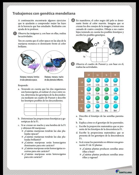 Nesesito De Su Ayuda Trabajemos Con Genetica Mendeliana Continuacion