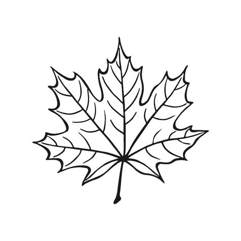 Premium Vector Hand Drawn Maple Leaf Outline Maple Leaf In Line Art