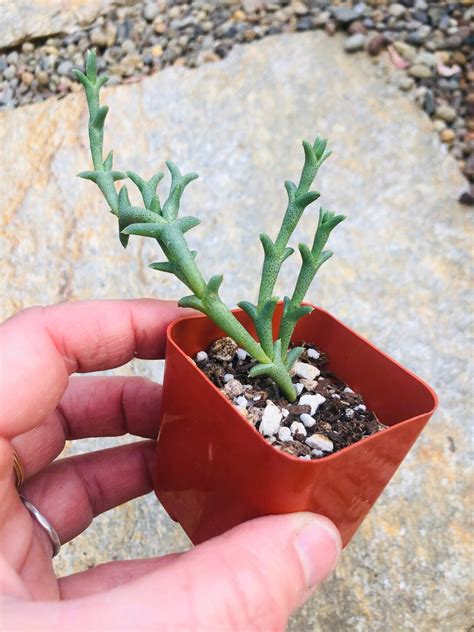 2” Ruschia Uncinata Rare And Unique Succulent Sale Etsy