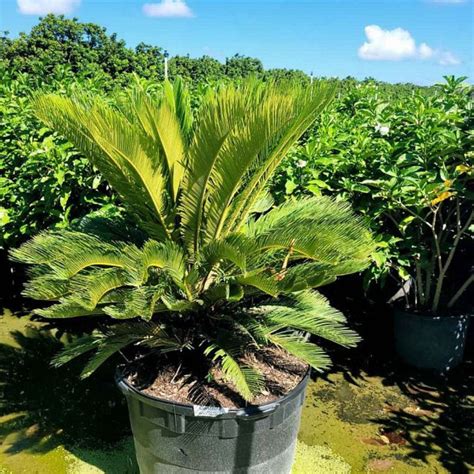 Cycas Revoluta King Sago Palm Cycad Elegance Plantology