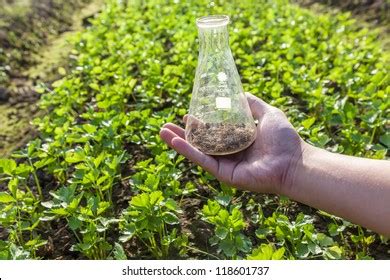 Flask Soil Celery Field Doing Lab Stock Photo 118601737 Shutterstock