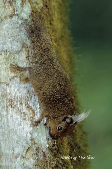 Tufted Pygmy Squirrel Alchetron The Free Social Encyclopedia