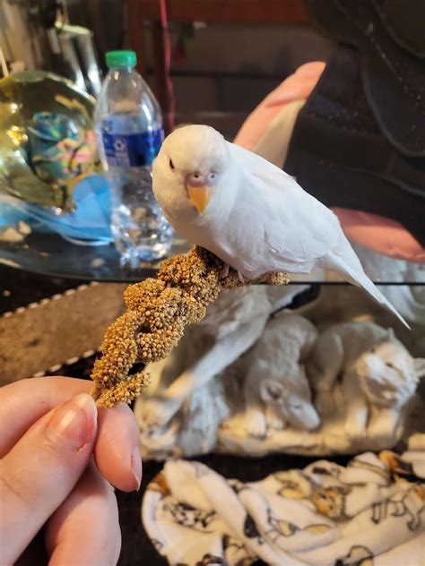 Ive Heard Its Hard To Sex Albinos The Breeder Told Me This Is A