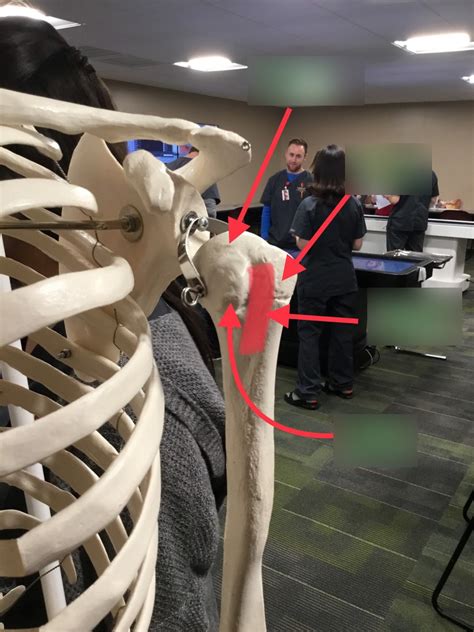 Upper Extremity 3 Diagram Quizlet