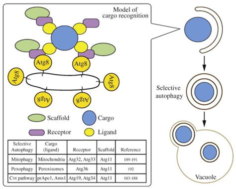 An Overview Of Macroautophagy In Yeast Pmc