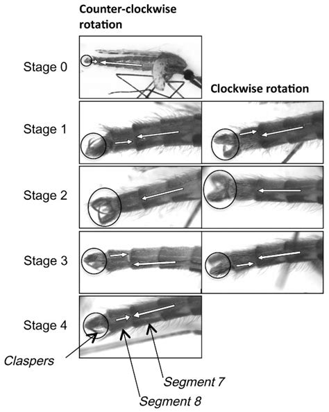 Rsr Darwin Vs Bee Vomit And Mosquito Reproduction