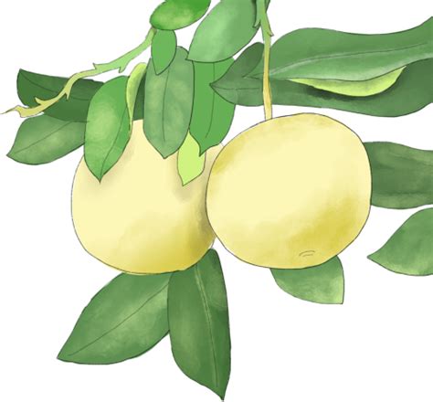 汉仪新蒂柚子体 Hanyi Senty Pomelo