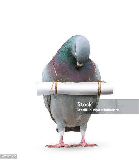 비둘기 조류와 종이 편지 메시지에 미래 통신 기술 및 언론 매체에 대 한 목에 걸려 비둘기에 대한 스톡 사진 및 기타 이미지 비둘기 편지 문서 피전 비둘기 Istock