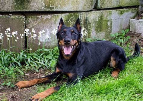 Beauceron Dog Breed Characteristics Facts And Pictures