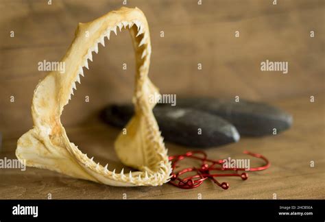 Shark Jaw Wide Open With Sinkers And Red Hooks On A Rustic Wooden