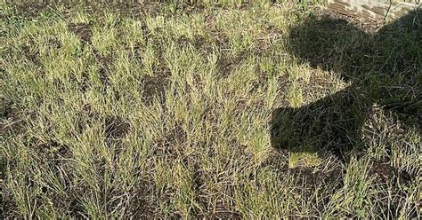 Patchy Area Album On Imgur