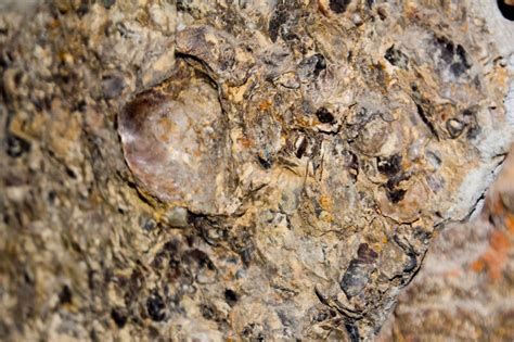 The Kansas Outback Fossils Sixth In A Series Of The Eight Natural