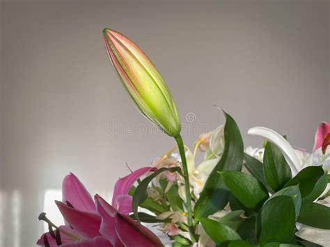 Close Up Of A Pink Lilie`s Bud Stock Image Image Of Closeup Beauty